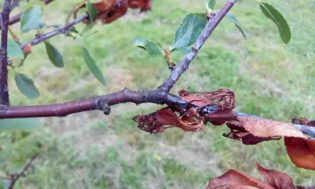 Cherry Prima: χαρακτηριστικά, φωτογραφία και περιγραφή της ποικιλίας, φύτευση και φροντίδα, καλλιέργεια 8162_10