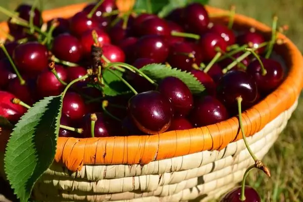 Cherry Prima: charakteristika, fotografie a popis odrůdy, výsadba a péče, pěstování 8162_13