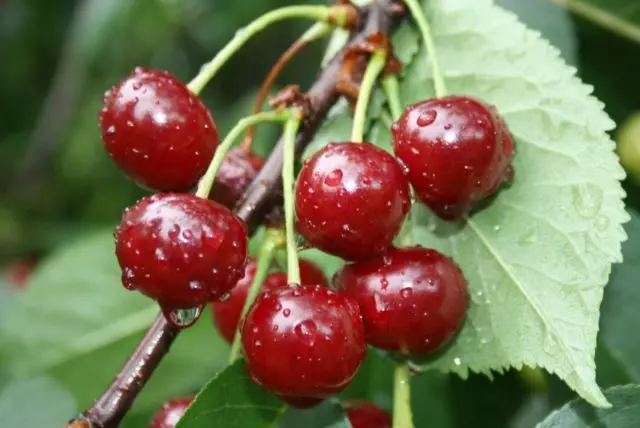 Cherry Prima: charakteristika, fotografie a popis odrůdy, výsadba a péče, pěstování 8162_3