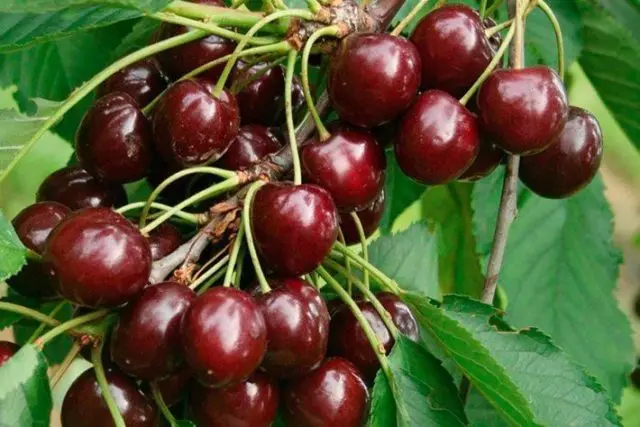 Cherry Prima: característiques, foto i descripció de la varietat, plantació i cura, cultiu 8162_4