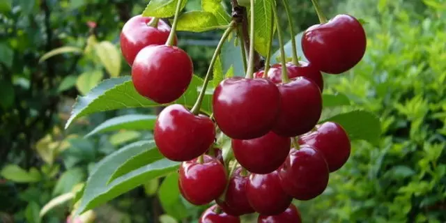 Cherry Prima: característiques, foto i descripció de la varietat, plantació i cura, cultiu 8162_5