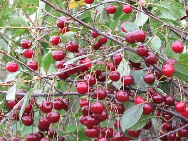 Cherry Prima: χαρακτηριστικά, φωτογραφία και περιγραφή της ποικιλίας, φύτευση και φροντίδα, καλλιέργεια 8162_6