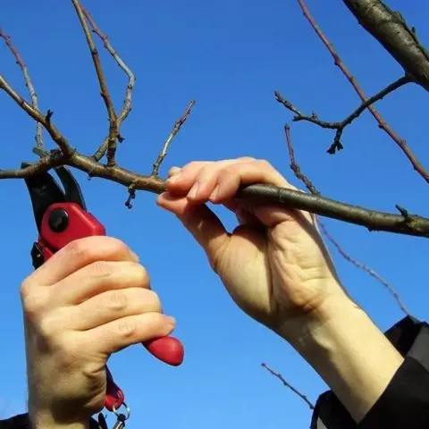 Cherry Prima: charakteristika, fotografie a popis odrůdy, výsadba a péče, pěstování 8162_7