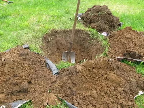 Qershi Prima: karakteristikat, fotografia dhe përshkrimi i varietetit, mbjellja dhe kujdesi, kultivimi 8162_8