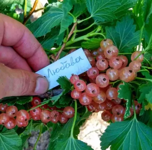 הזנים הטובים ביותר של דומדמניות באזור מוסקווה: שחור, לבן, אדום, ורוד 8169_19