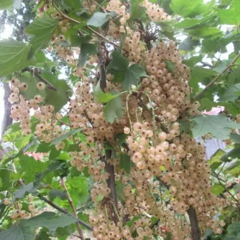 הזנים הטובים ביותר של דומדמניות באזור מוסקווה: שחור, לבן, אדום, ורוד 8169_25