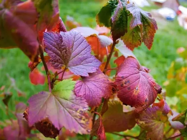 How to process currants in the fall 8174_1