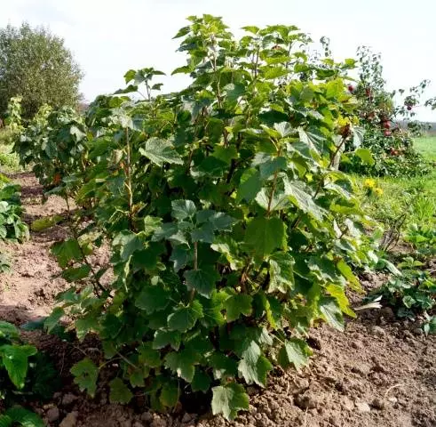 How to process currants in the fall 8174_2