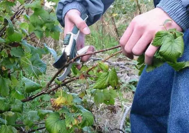 How to process currants in the fall 8174_5