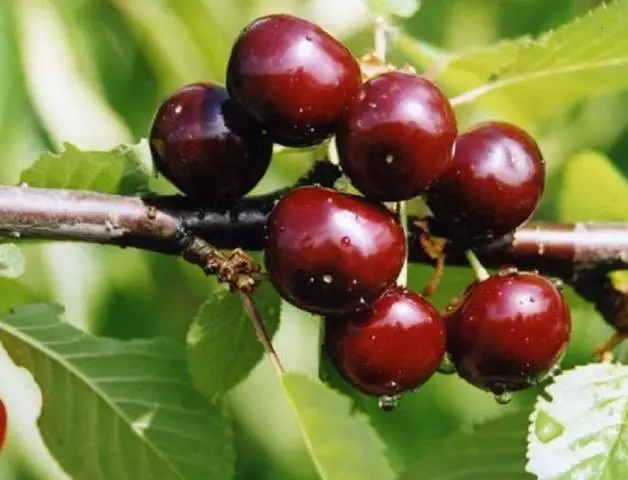 Cherry Tamaris: descrierea varietății, fotografii, recenzii, polenizatori 8179_4