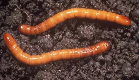 La dagaallanka dawaynta dadka wireworm