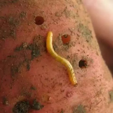 Wireworm halk ilaçları ile mücadele 817_2