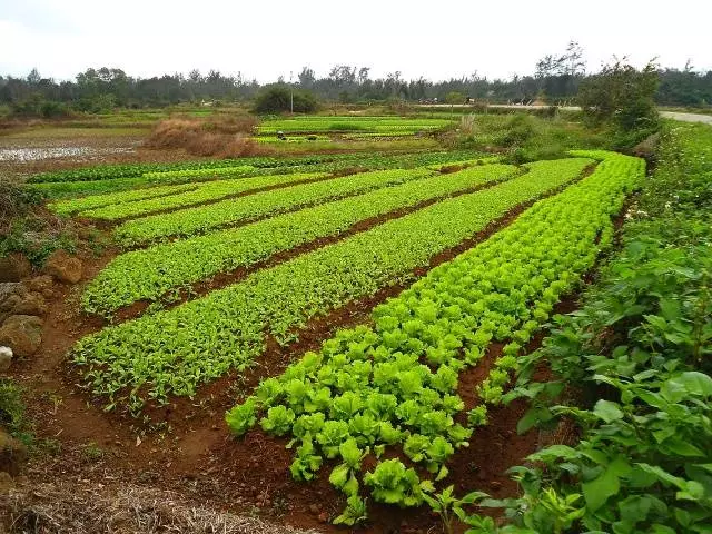 වයර් පණුවන්ට එරෙහි ජන පිළියම් වලට එරෙහිව සටන් කිරීම 817_5