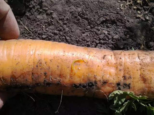 Wireworm halk ilaçları ile mücadele 817_9