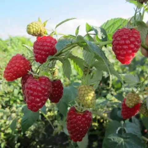 Popravljene maline: najboljše sorte za moskovsko regijo 8186_4