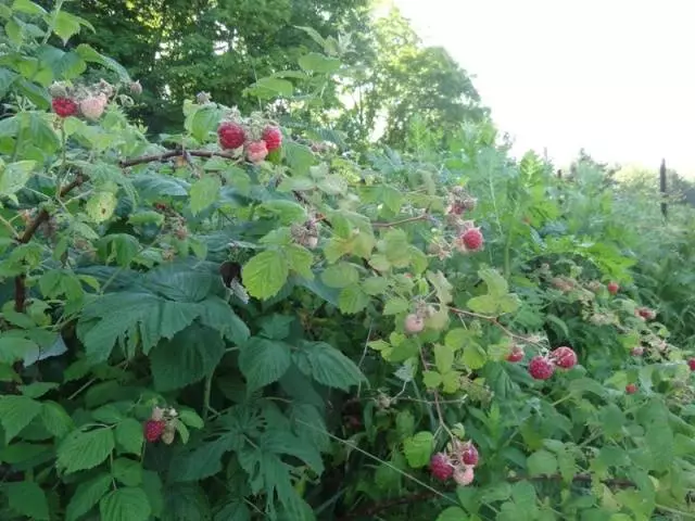 Kā pareizi apgriezt avenes rudenī 8188_15