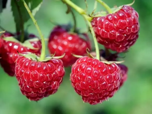 Mokhoa oa ho prune raspberries hantle nakong ea hoetla 8188_2