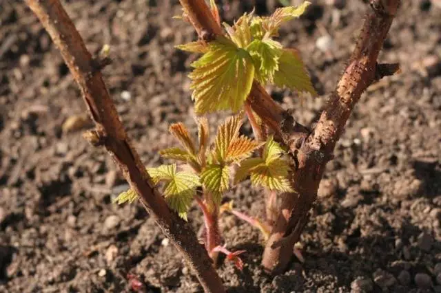 Faʻafefea ona teu lelei raspberry i le tautoulu 8188_20