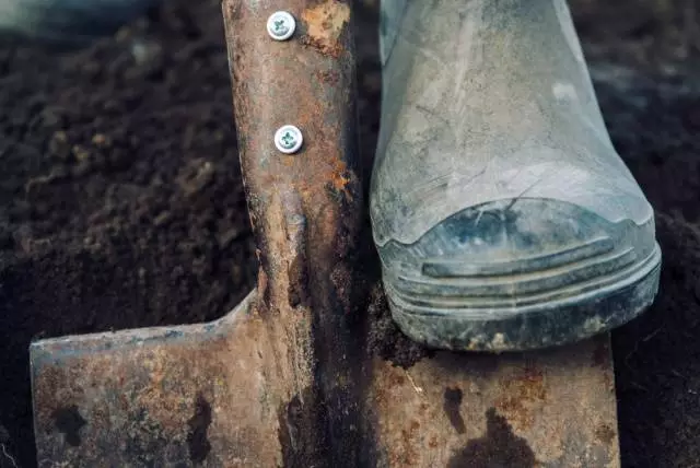 Ahududu sonbaharda nasıl düzgün bir şekilde budanır 8188_9