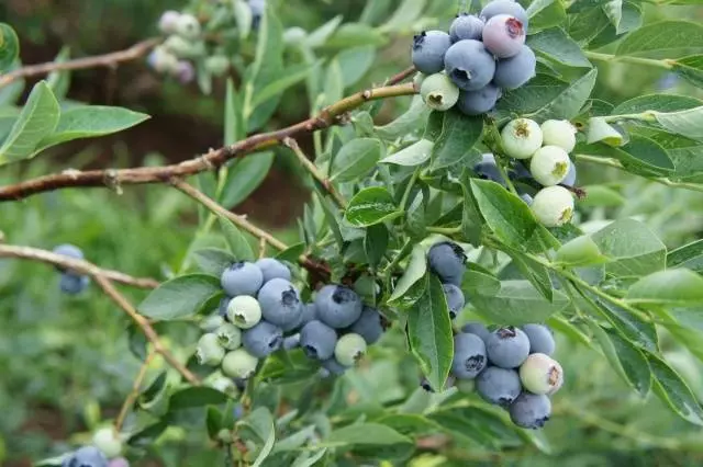 Blueberry Bluegold: opis odmiany, recenzje 8192_1