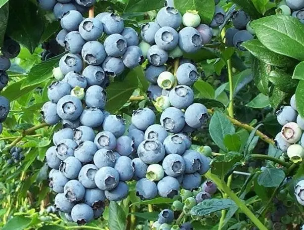 Blueberry Northland: ລາຍລະອຽດແນວພັນທີ່ມີຮູບພາບ + ການທົບທວນຄືນ 8195_1