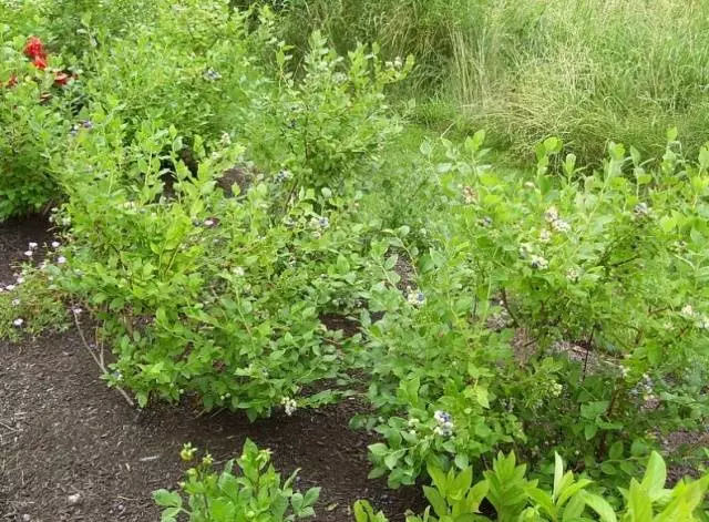 Blueberry Northland: ລາຍລະອຽດແນວພັນທີ່ມີຮູບພາບ + ການທົບທວນຄືນ 8195_17