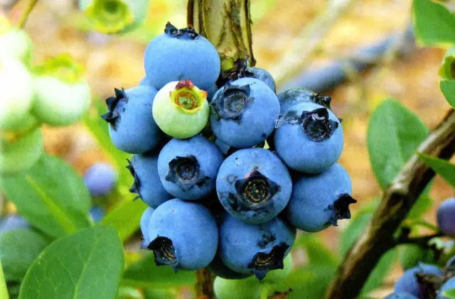 Blueberry Northland: famaritana isan-karazany misy sary + hevitra 8195_4