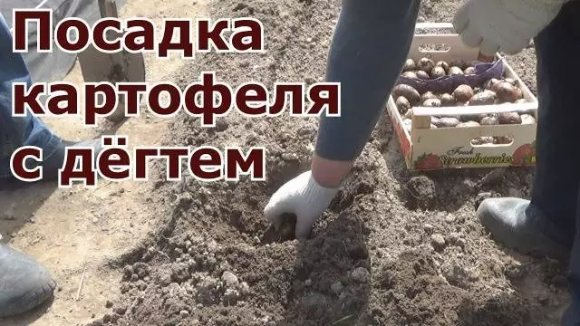 Бакчадагы сөөлжандан тар 819_10