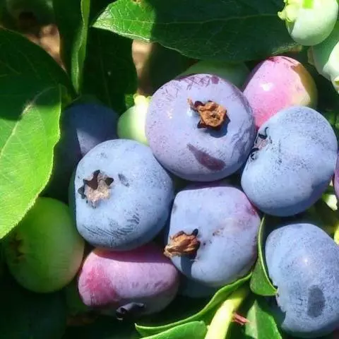 Blueberry Patriot: բազմազանության նկարագրություն լուսանկարով + ակնարկներ 8201_2