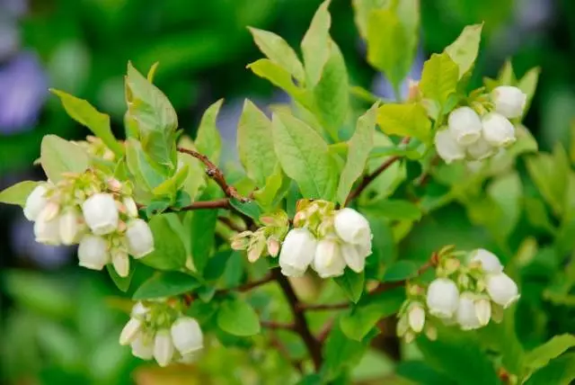 Blueberry Patriot: ဓာတ်ပုံ + ပြန်လည်သုံးသပ်ခြင်းနှင့်အတူအမျိုးမျိုး၏ဖော်ပြချက် 8201_3