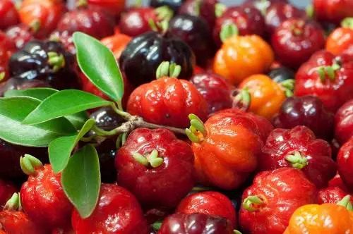 Cherry Suriname: foto, nkọwa 8207_5