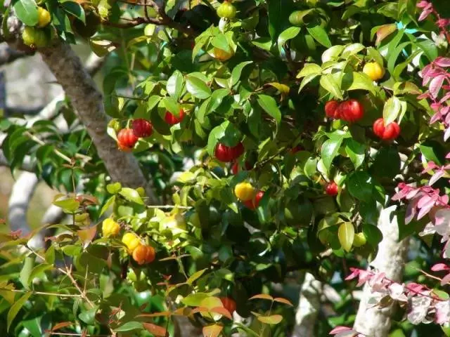 Cherry ea Suriname: foto, tlhaloso 8207_6