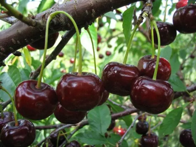 Cherry Chernokorka: popis odrody, fotografie, recenzie, opeľovače, výsadba a starostlivosť 8208_1