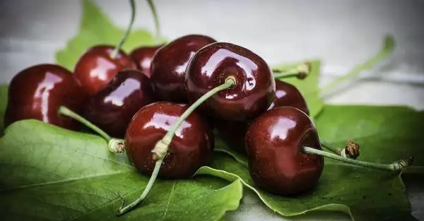 Cherry Chernokorka: popis odrody, fotografie, recenzie, opeľovače, výsadba a starostlivosť 8208_10