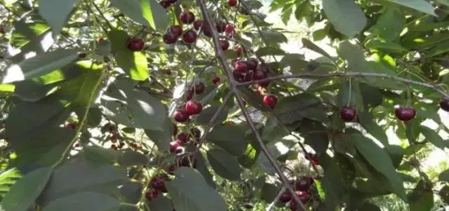 דובדבן צ'רנוקורקה: תיאור מגוון, תמונות, ביקורות, מאביקים, שתילה וטיפול 8208_18