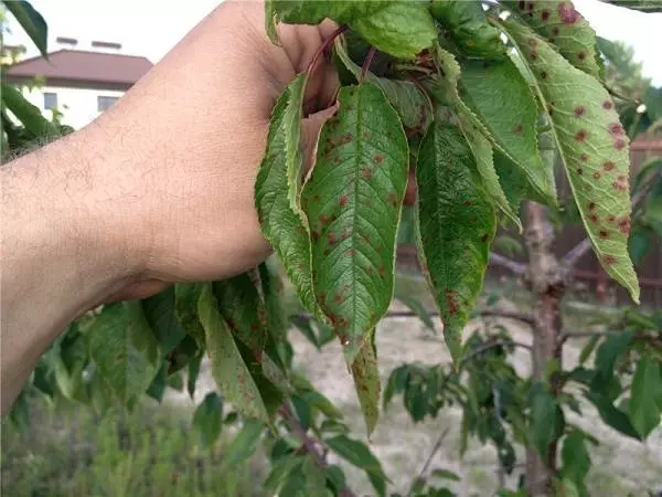 Cherry Chernokorka: ferskaat beskriuwing, foto's, resinsjes, bestuivers, plantsje en fersoargje 8208_20