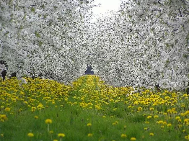 Cherry Chernokorka: ferskaat beskriuwing, foto's, resinsjes, bestuivers, plantsje en fersoargje 8208_29