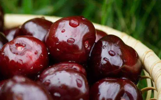 Cherry Chernokorka: šķirnes apraksts, fotogrāfijas, atsauksmes, apputeksnētāji, stādīšana un kopšana 8208_4