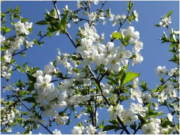 Cherry Chernokorka: ferskaat beskriuwing, foto's, resinsjes, bestuivers, plantsje en fersoargje 8208_5