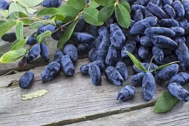 Honeysuckle fyrir Síberíu: sæt afbrigði, gróðursetning og umhirða þegar þau eru þroskuð, undirbúningur fyrir veturinn 8211_1