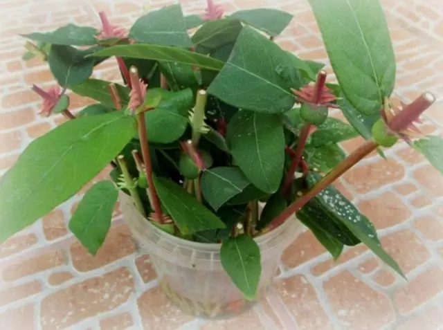 Honeysuckle ສໍາລັບ Siberia: ແນວພັນຫວານ, ການປູກແລະການດູແລເມື່ອສຸກ, ການກະກຽມສໍາລັບລະດູຫນາວ 8211_12