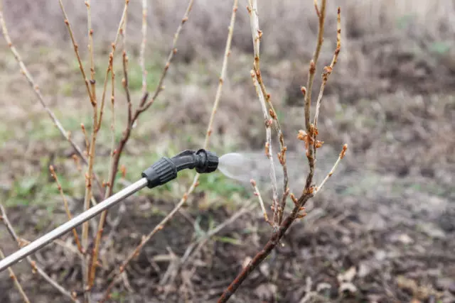 Honeysuckle fyrir Síberíu: sæt afbrigði, gróðursetning og umhirða þegar þau eru þroskuð, undirbúningur fyrir veturinn 8211_14