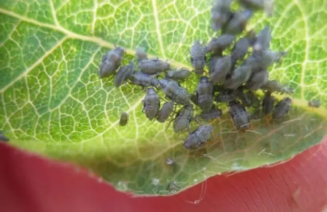 Honeysuckle fyrir Síberíu: sæt afbrigði, gróðursetning og umhirða þegar þau eru þroskuð, undirbúningur fyrir veturinn 8211_15