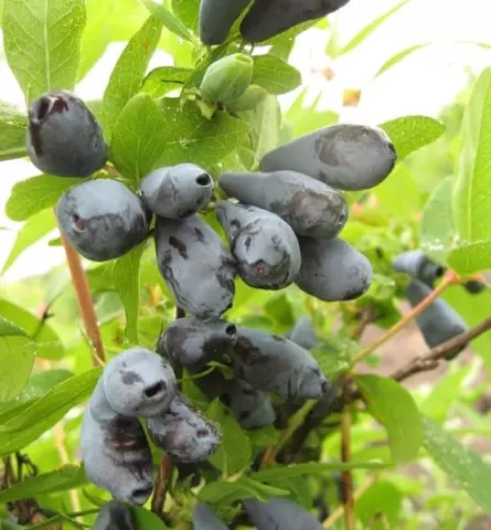 Honeysuckle ji bo Sîbîryayê: cûrbecûr şirîn, çandin û lênihêrîna dema gihîştinê, amadekariya zivistanê 8211_16