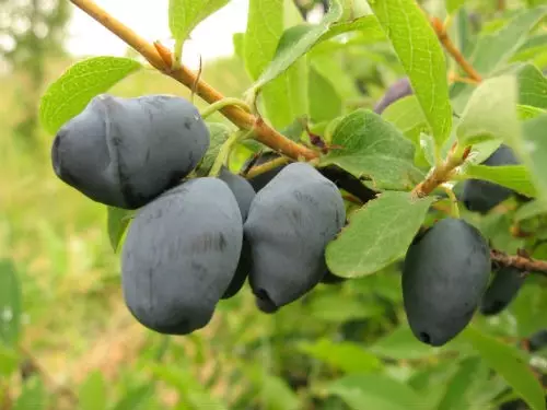 Honeysuckle ji bo Sîbîryayê: cûrbecûr şirîn, çandin û lênihêrîna dema gihîştinê, amadekariya zivistanê 8211_2