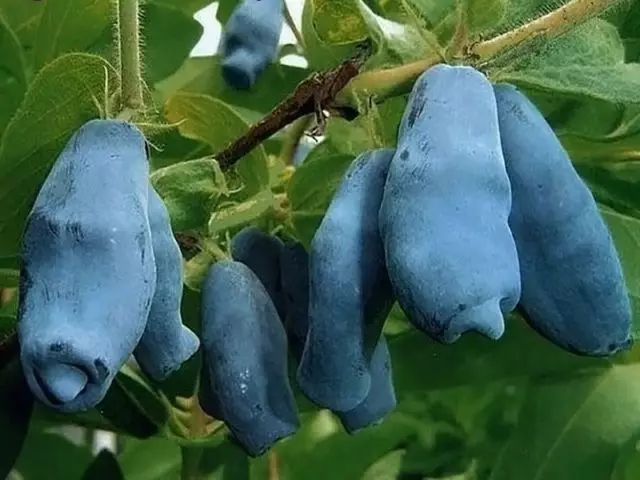 Honeysuckle ji bo Sîbîryayê: cûrbecûr şirîn, çandin û lênihêrîna dema gihîştinê, amadekariya zivistanê 8211_4