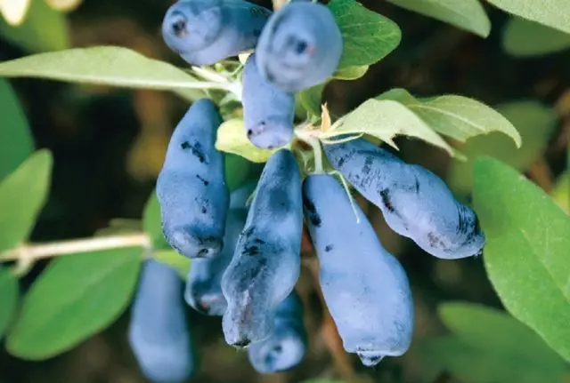 Honeysuckle ສໍາລັບ Siberia: ແນວພັນຫວານ, ການປູກແລະການດູແລເມື່ອສຸກ, ການກະກຽມສໍາລັບລະດູຫນາວ 8211_5