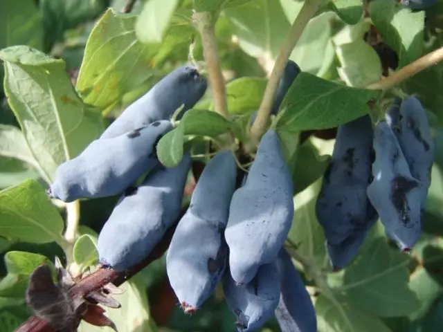 Honeysuckle ສໍາລັບ Siberia: ແນວພັນຫວານ, ການປູກແລະການດູແລເມື່ອສຸກ, ການກະກຽມສໍາລັບລະດູຫນາວ 8211_6