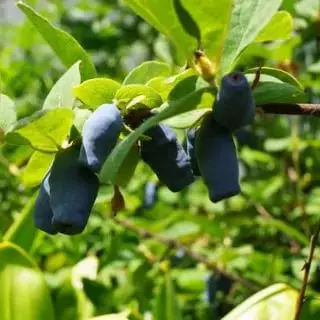 Honeysuckle ສໍາລັບ Siberia: ແນວພັນຫວານ, ການປູກແລະການດູແລເມື່ອສຸກ, ການກະກຽມສໍາລັບລະດູຫນາວ 8211_7