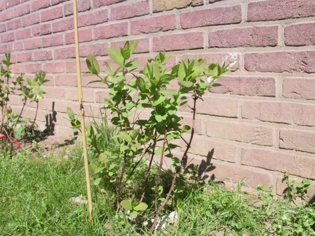 Honeysuckle ji bo Sîbîryayê: cûrbecûr şirîn, çandin û lênihêrîna dema gihîştinê, amadekariya zivistanê 8211_9